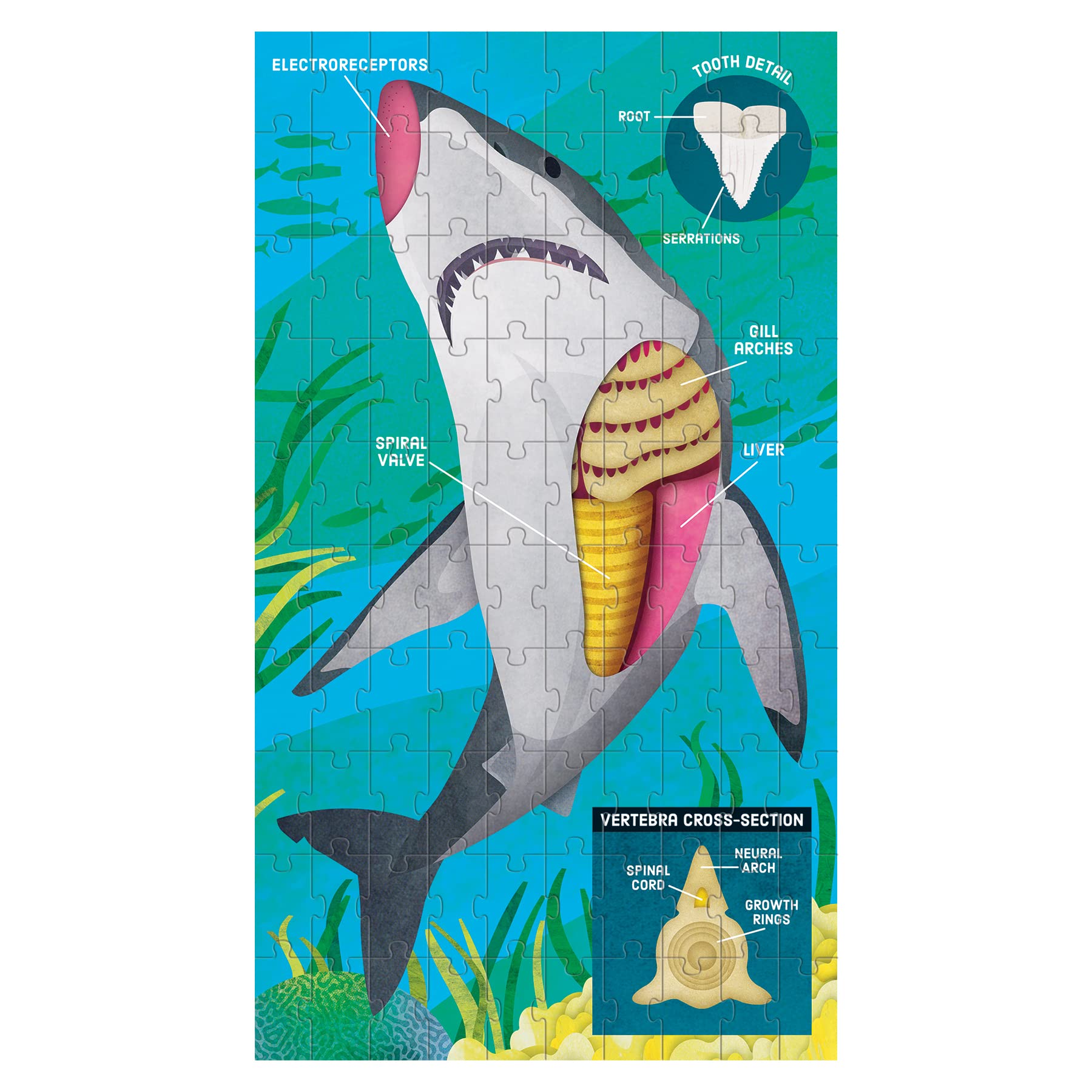 Science Puzzle Set: Animal Anatomy | Natventure