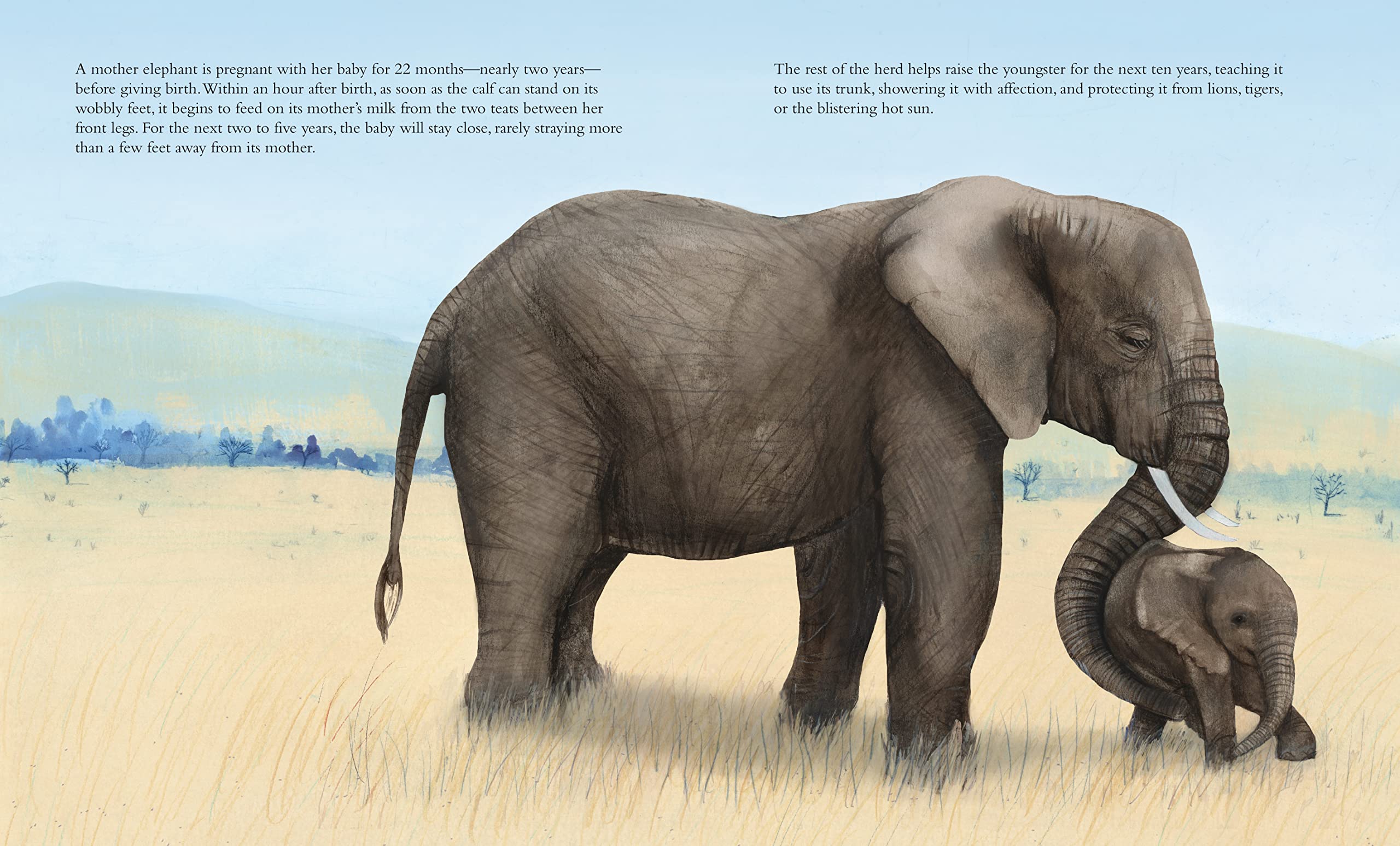 The Elephant | Natventure