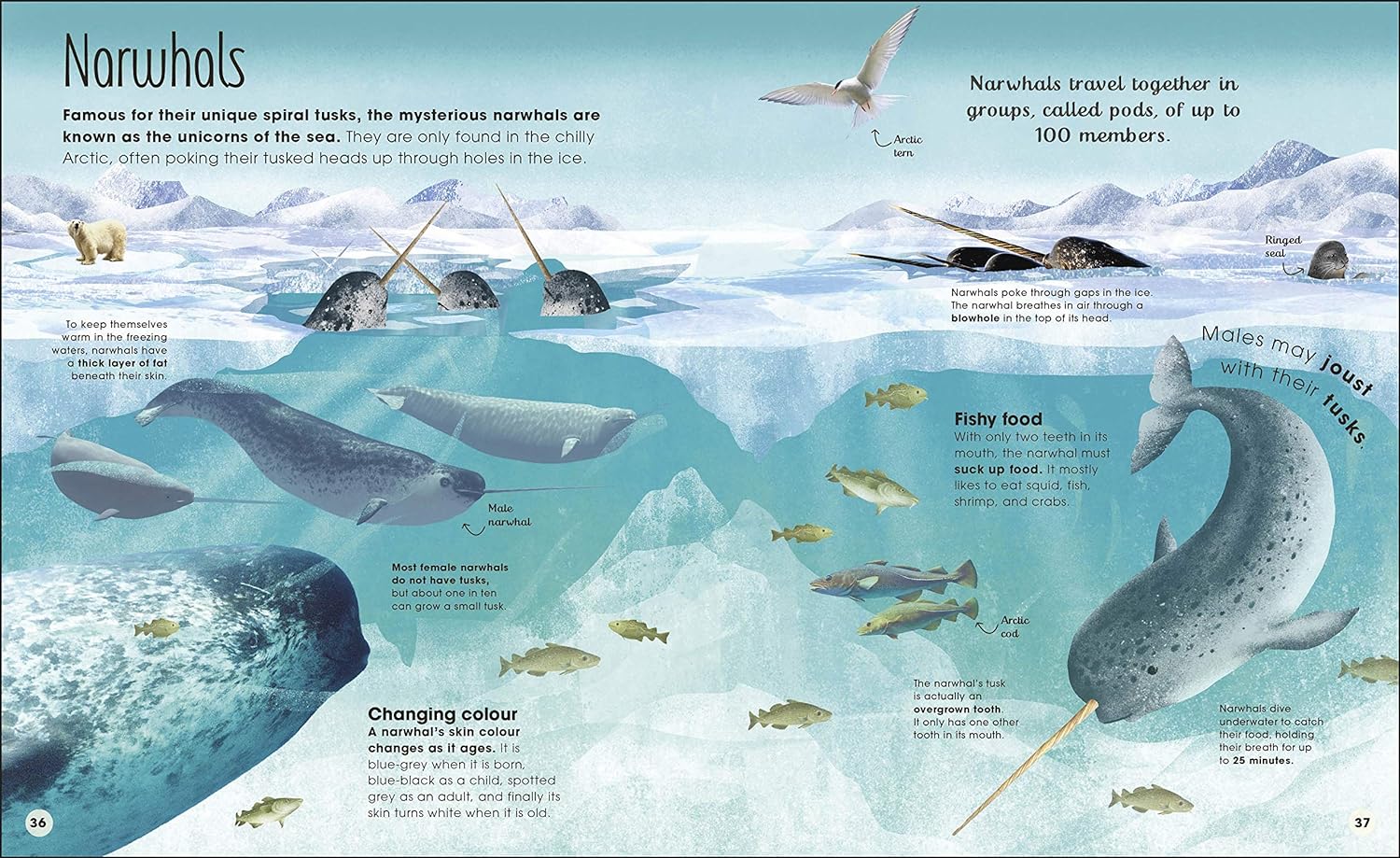 Earth's Incredible Oceans | Natventure